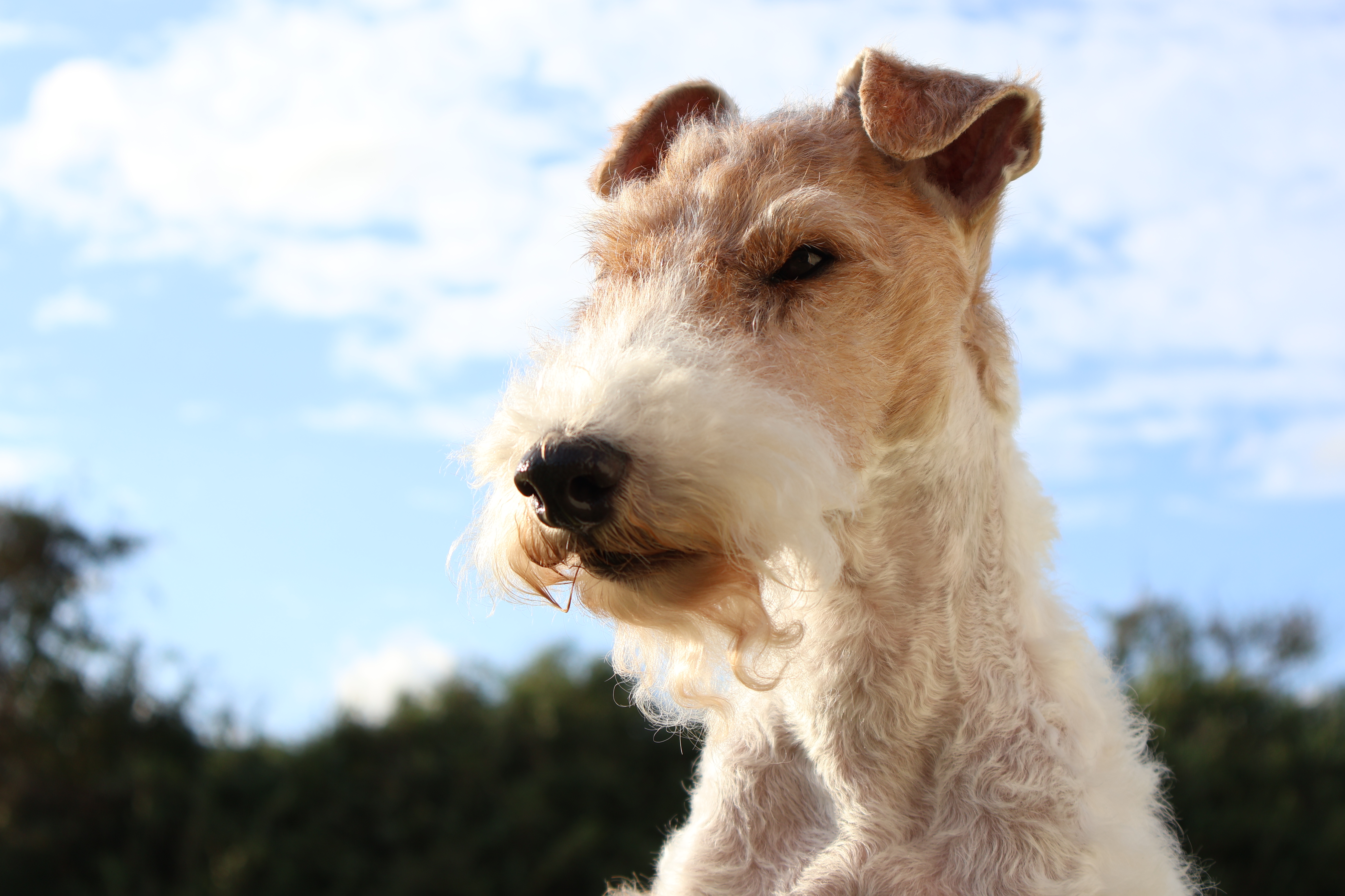 Shop Canon EOS R50 | Canon U.S.A., Inc.