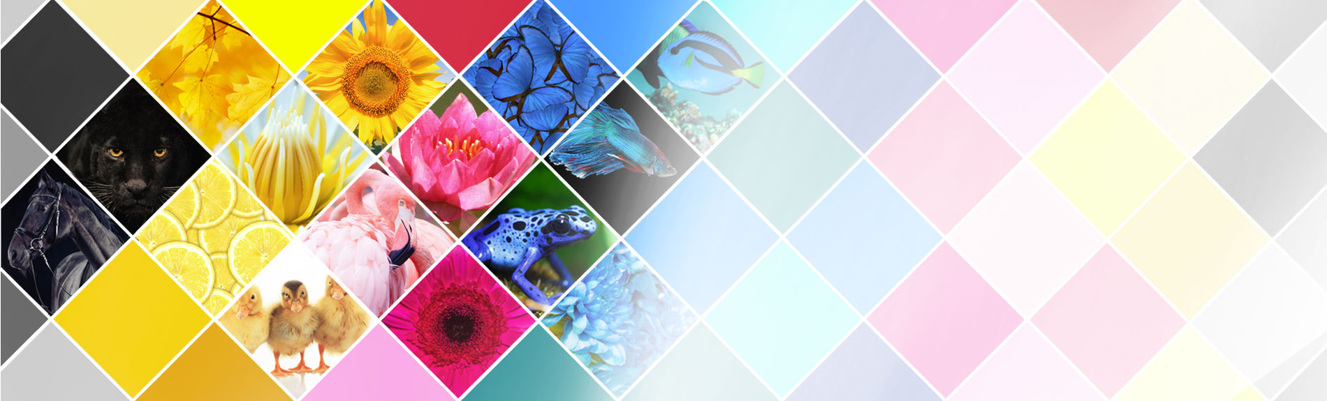 Canon Product Showcases | Canon U.S.A., Inc.