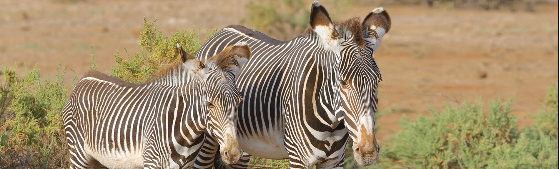 Canon Lenses for Wildlife Photography | Canon U.S.A., Inc.