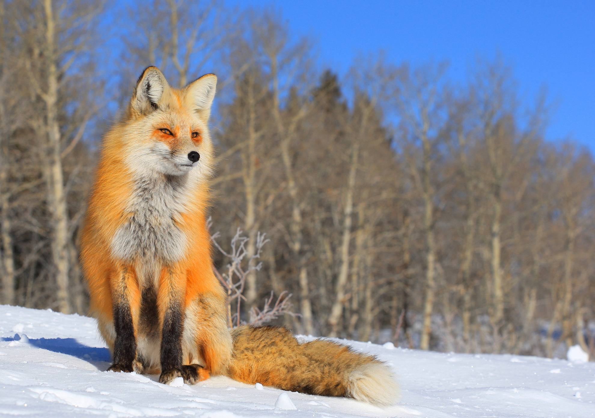 Finding Wildlife to Photograph | Canon U.S.A., Inc.