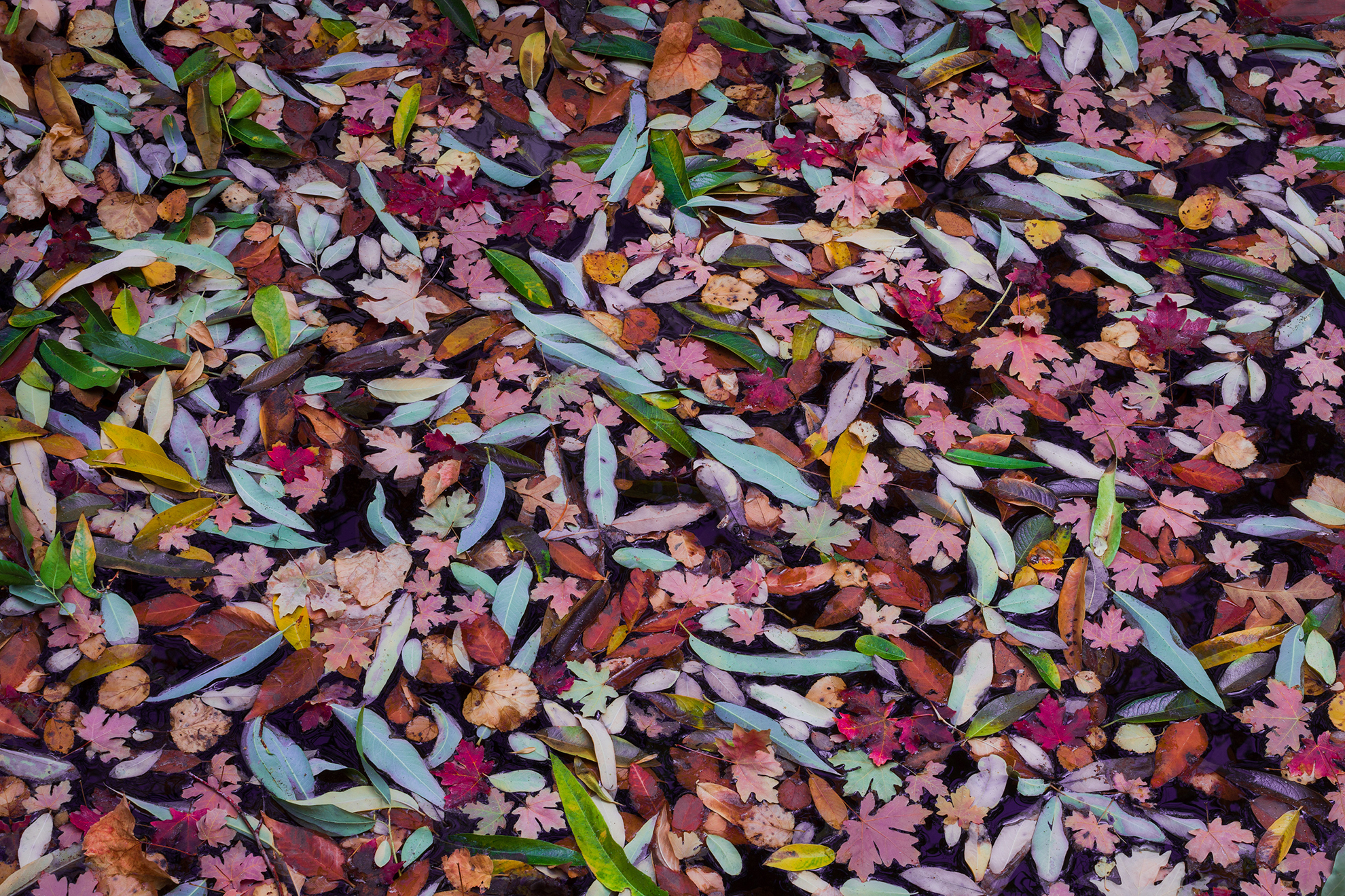 Getting Started with Landscape Photography | Canon U.S.A., Inc.