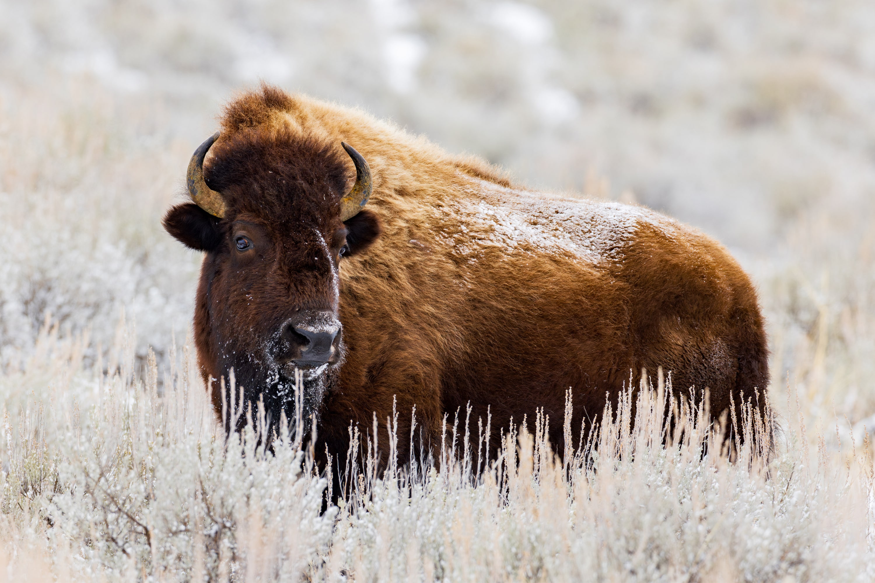 The Best Settings for Capturing Wildlife On the Canon EOS R5 C Camera ...