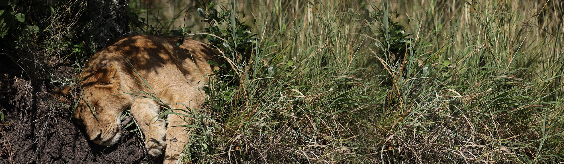 Silent Shutter with the Canon EOS R Camera | Canon U.S.A., Inc.